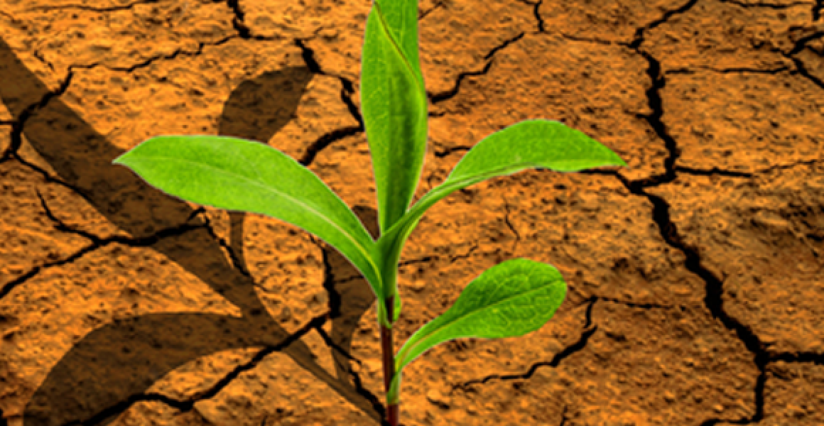 El Elemento Tierra en Astrología